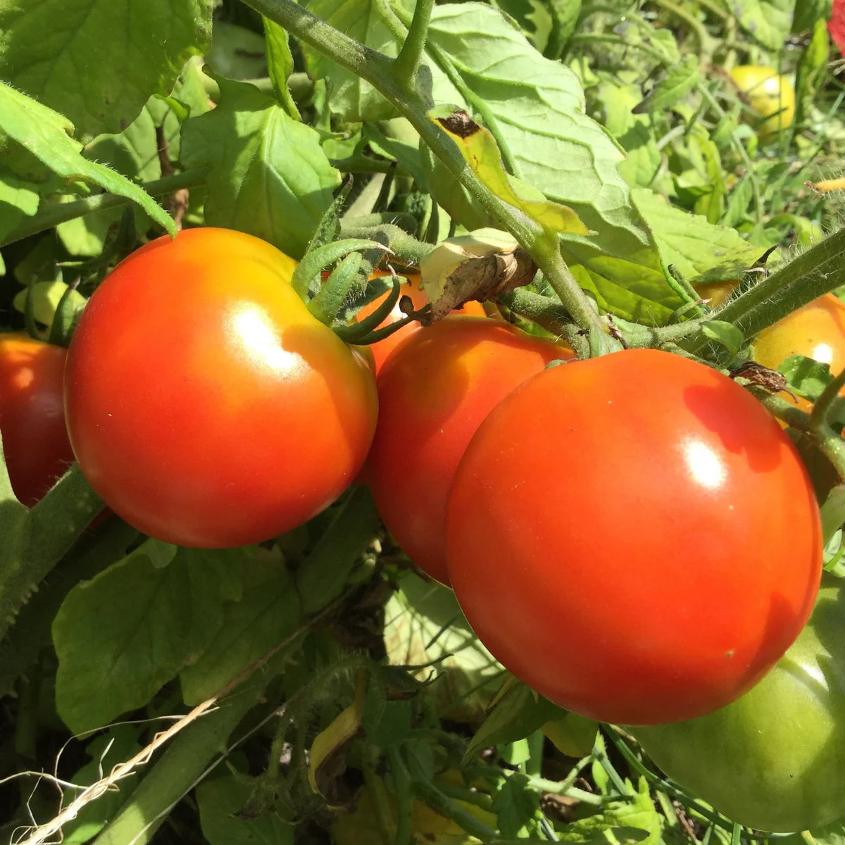 Punta Banda Tomato Seed Packet– Tare Market